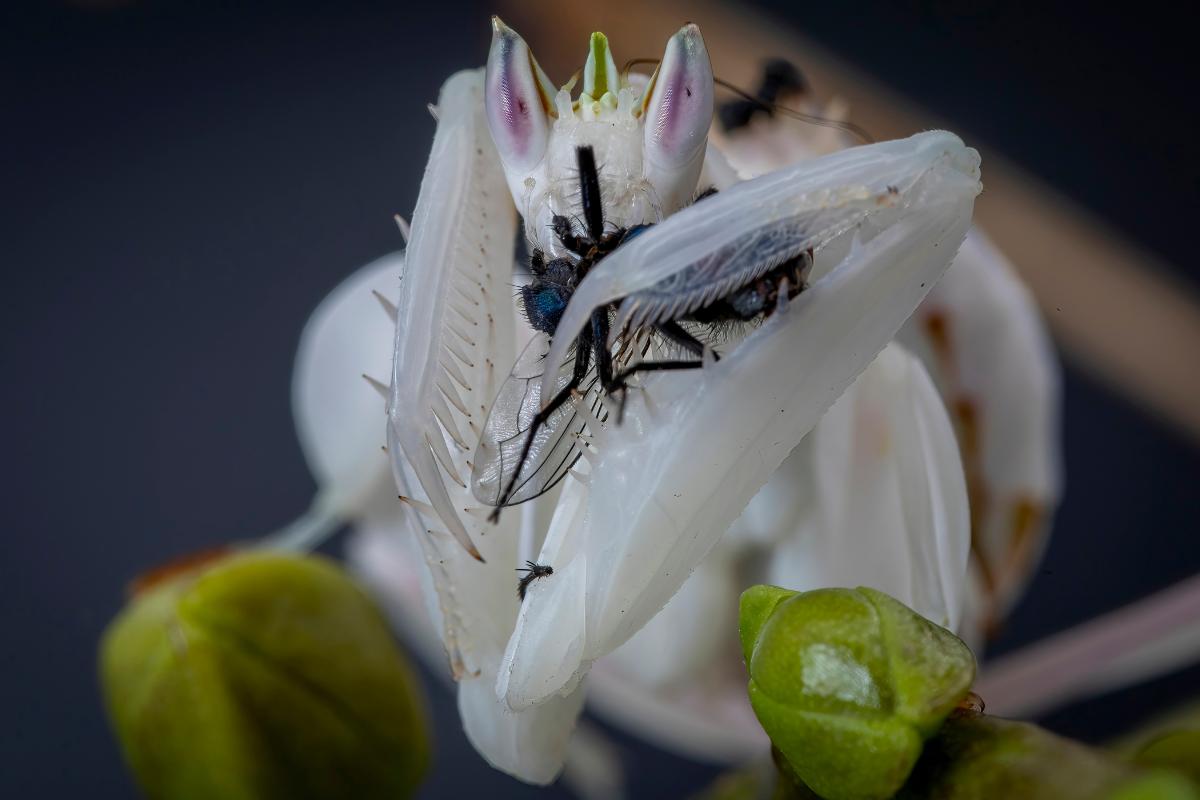 Mantis orquídea - Características, dónde vive y alimentación