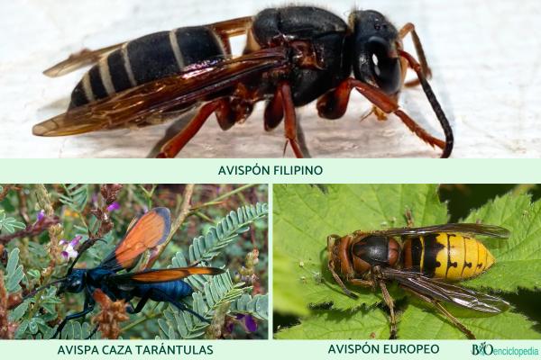 ¿Cuál es la avispa más grande y peligrosa del mundo? - Conoce a la ...