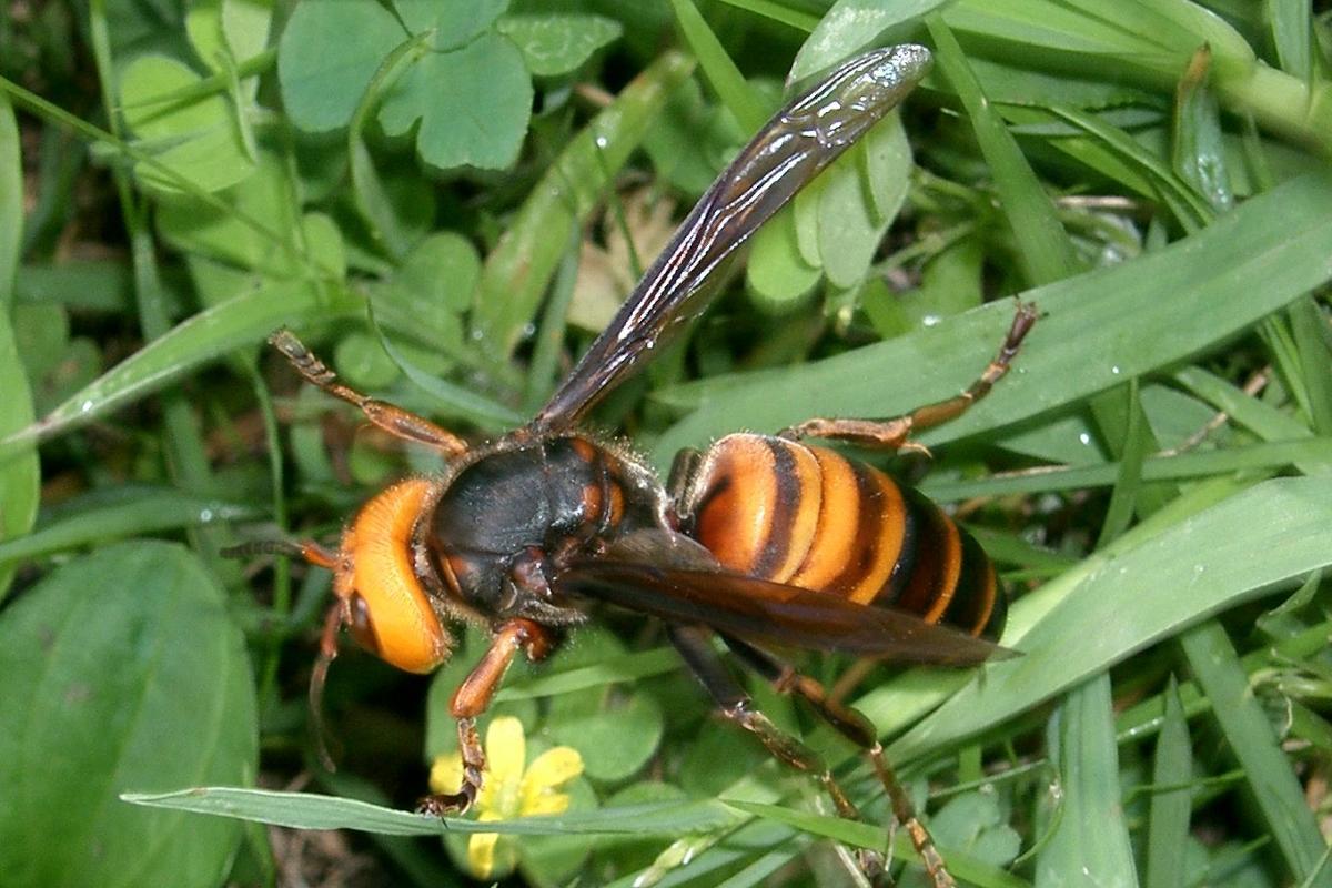 ¿Cuál es la avispa más grande y peligrosa del mundo? - Conoce a la ...