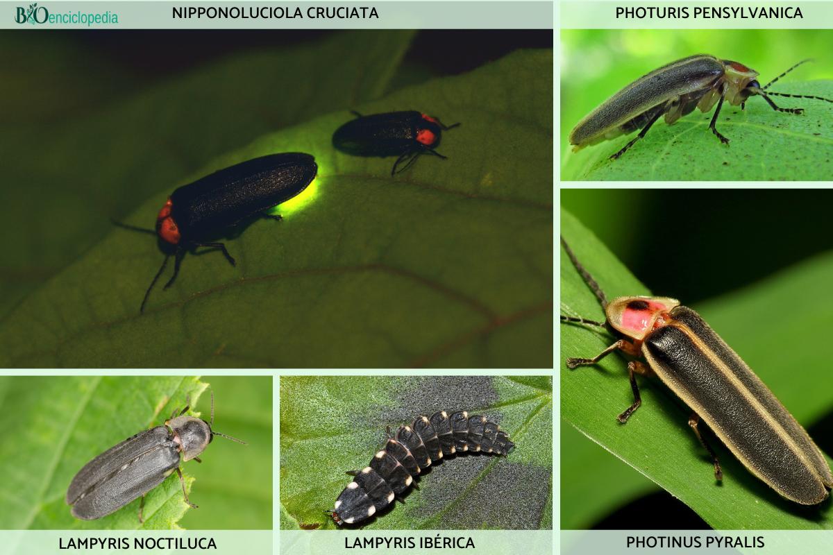 Luciérnagas: cómo son, qué comen y por qué brillan - Resumen