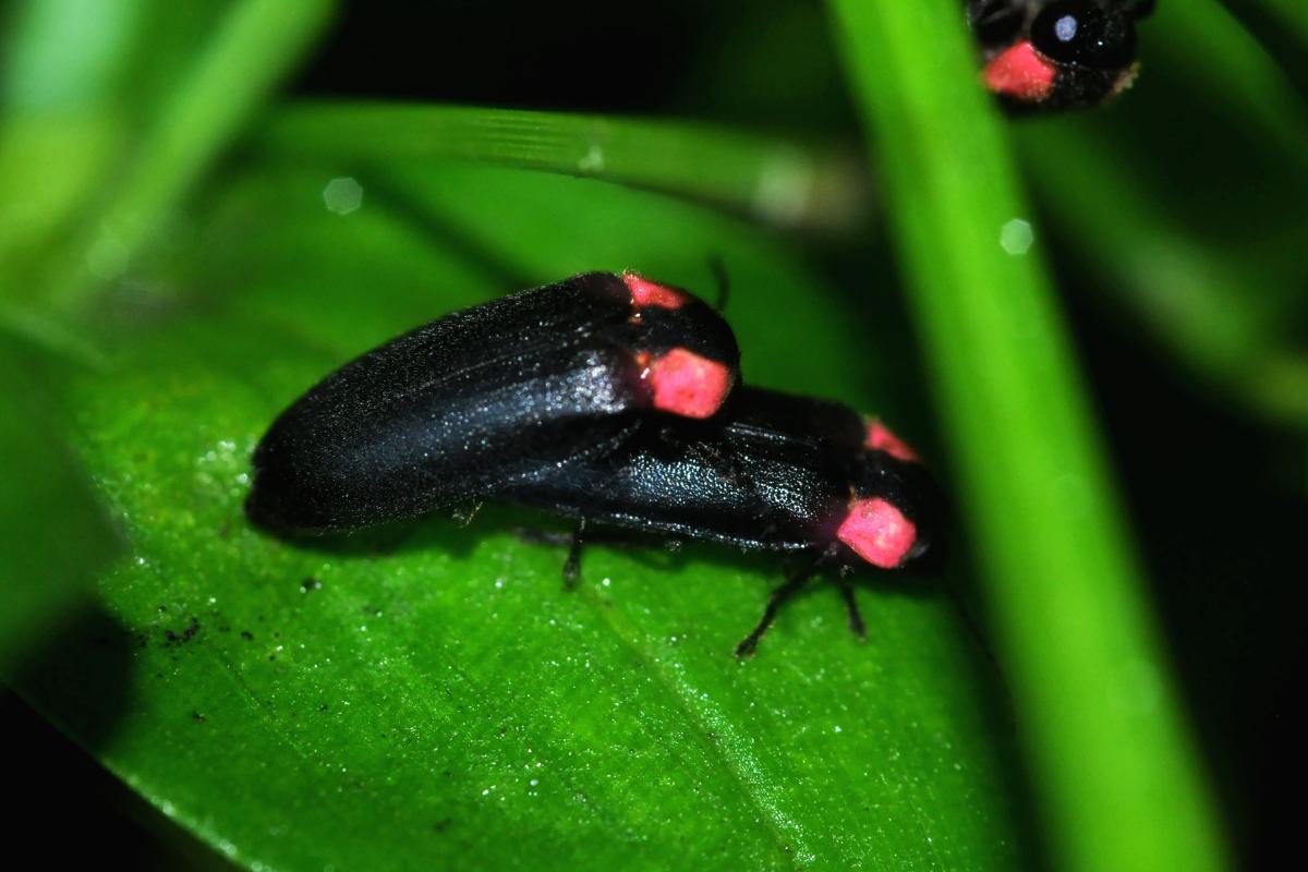 Luciérnagas: cómo son, qué comen y por qué brillan - Resumen