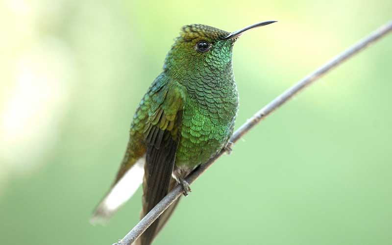 Colibrí (Subfamilia Trochilinae) - Características, hábitat y alimentación