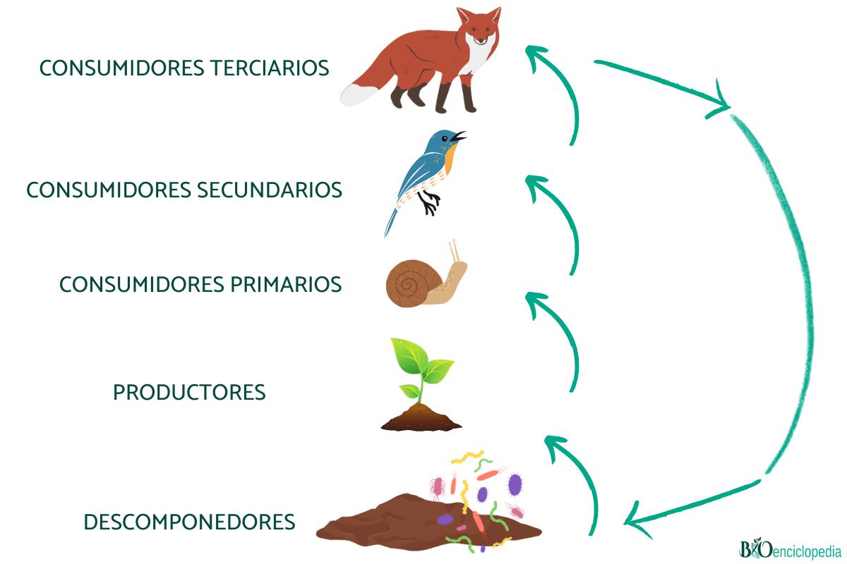 Niveles tróficos: qué son, cuáles son y ejemplos - Resumen