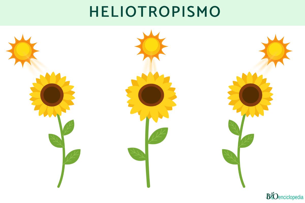 Heliotropismo: qué es, cómo funciona y ejemplos - Resumen