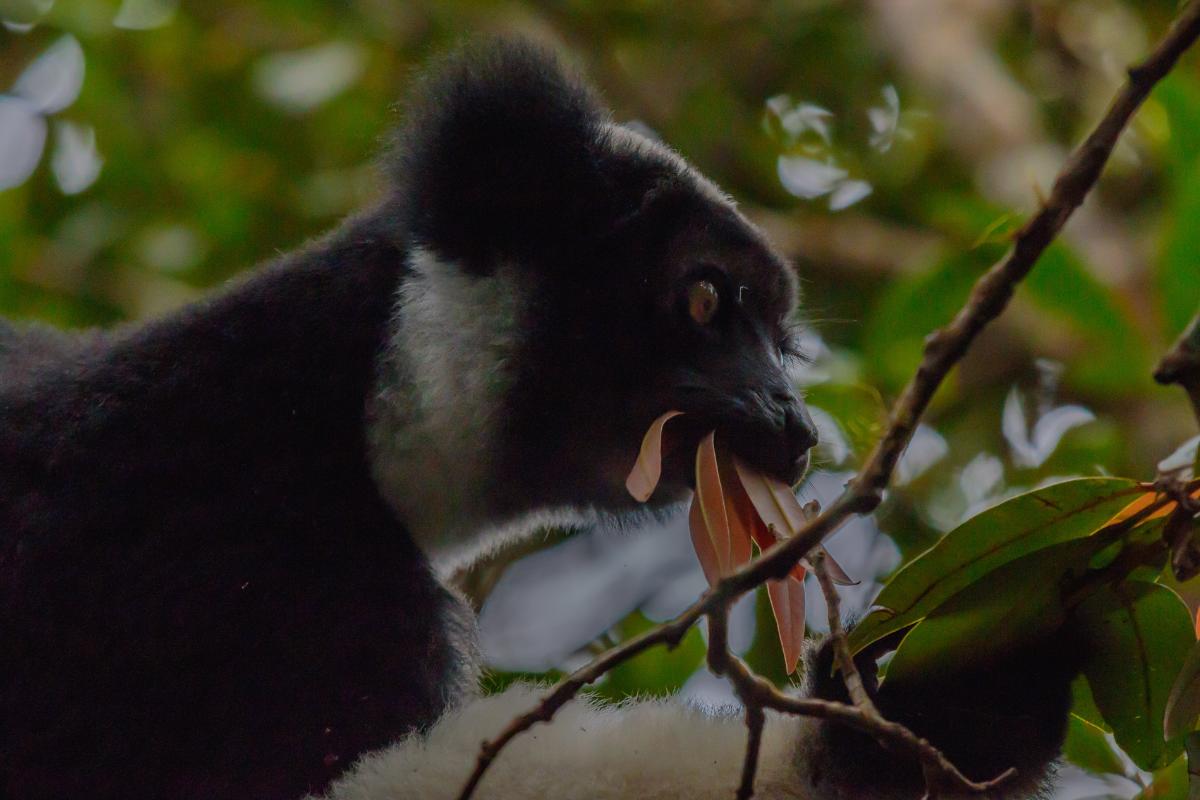 Indri - Características, dónde vive y alimentación