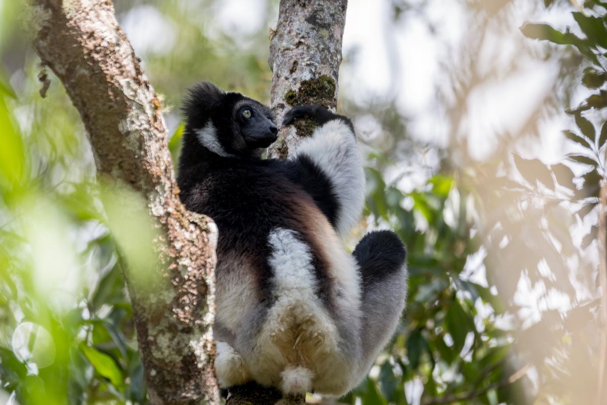 Indri - Características, dónde vive y alimentación