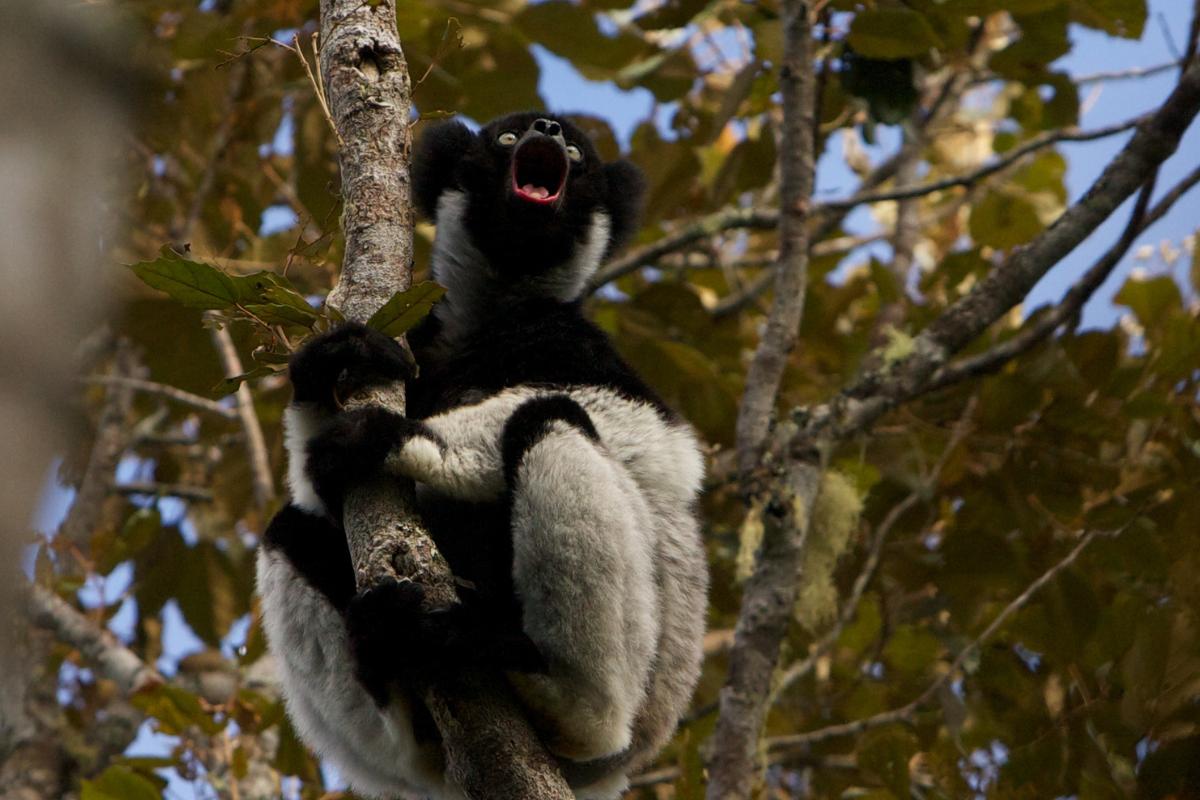 Indri - Características, dónde vive y alimentación