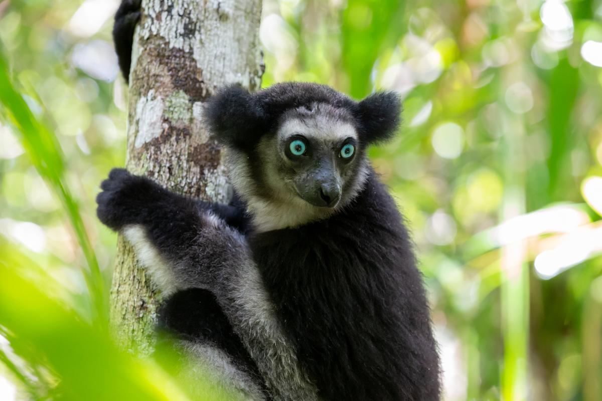 Indri - Características, dónde vive y alimentación