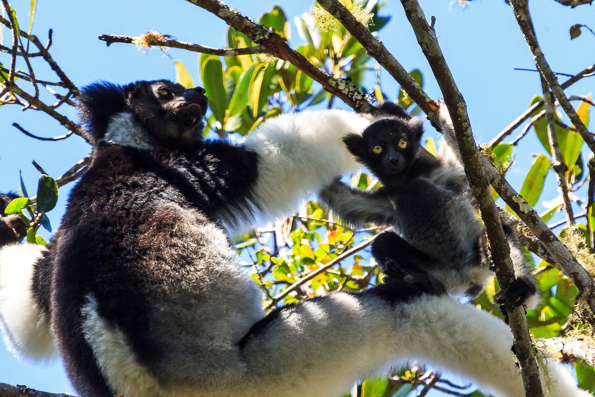 Indri - Características, dónde vive y alimentación