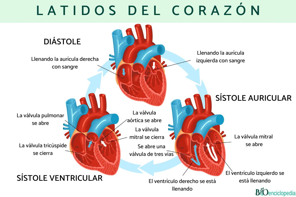 La Pediatria Anatomia Del Corazon - vrogue.co La Pediatria Anatomia Del Corazon - vrogue.co