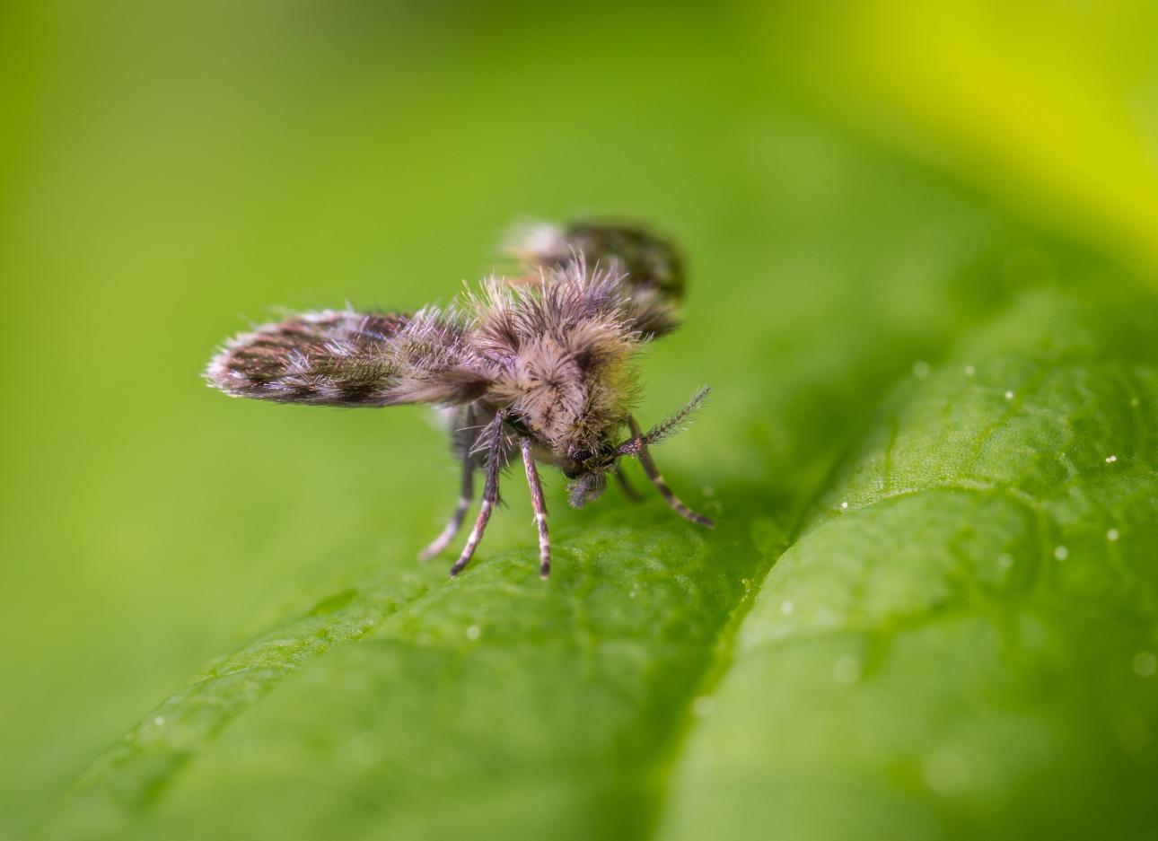 10 tipos de moscas - Nombres y fotos