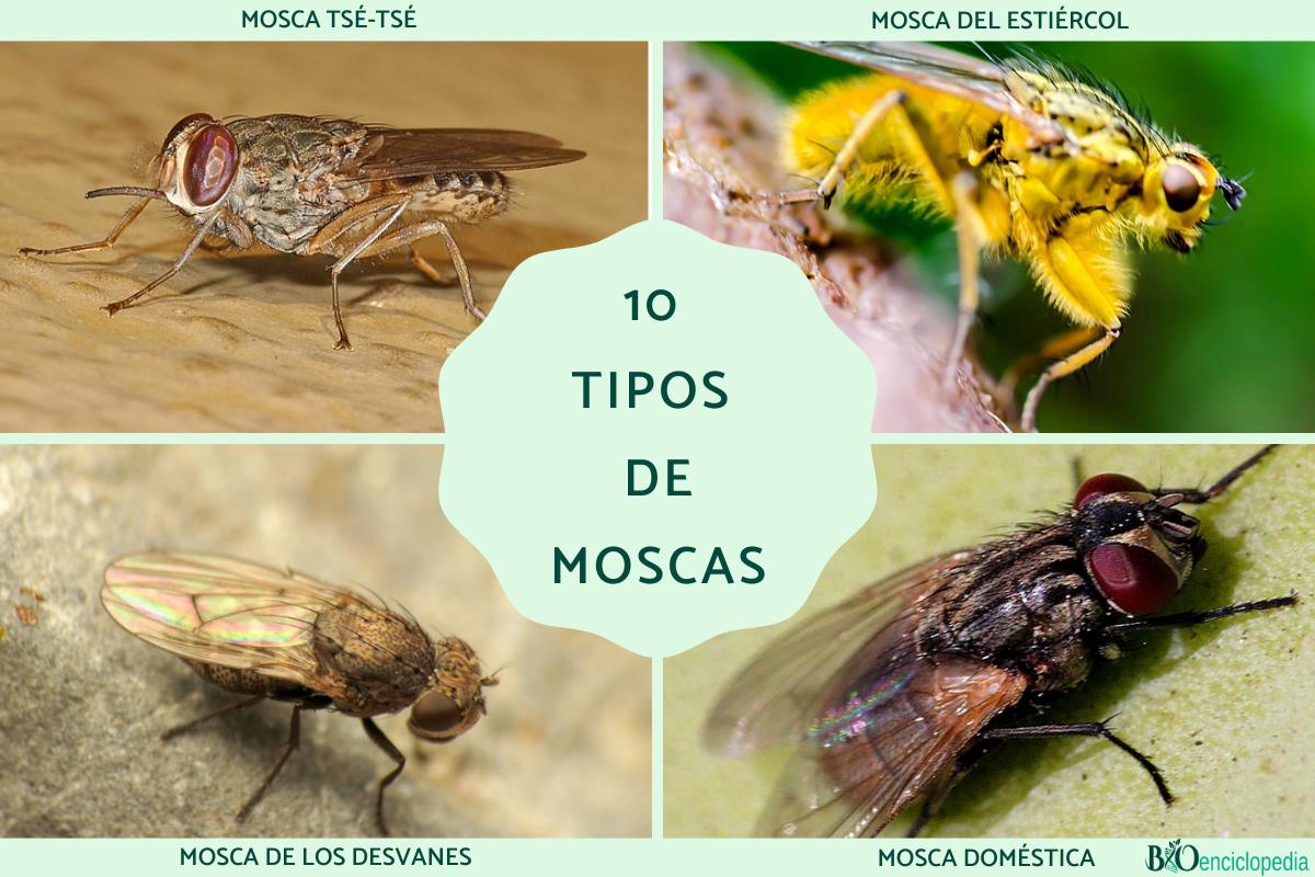 10 tipos de moscas - Nombres y fotos