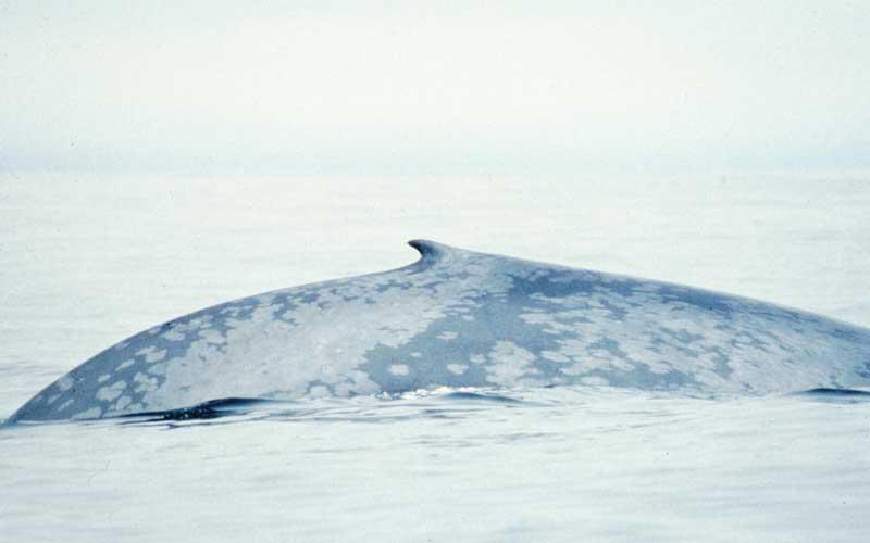 Ballena Azul - Características, alimentación y reproducción