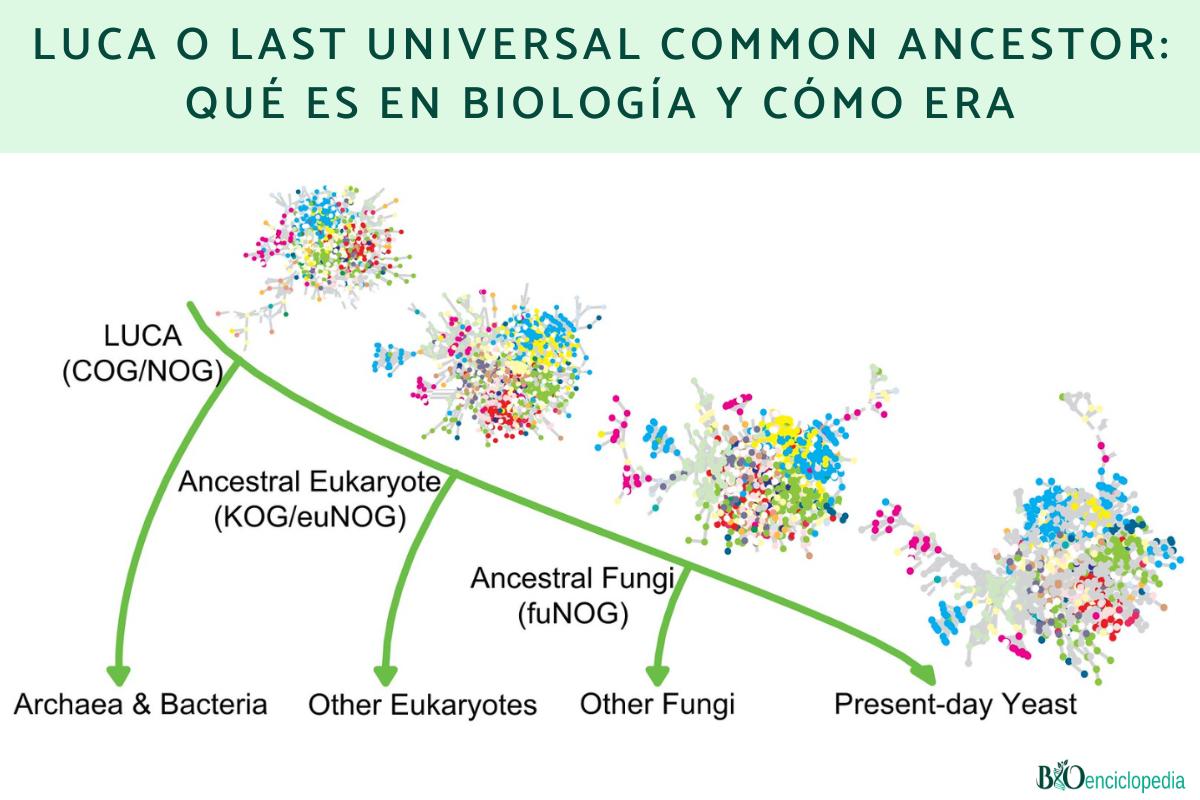 LUCA o last universal common ancestor: qué es en biología y cómo era