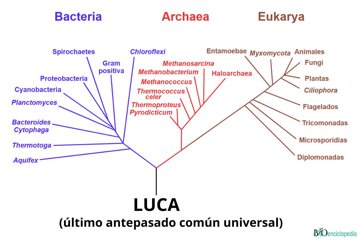 LUCA o last universal common ancestor: qué es en biología y cómo era