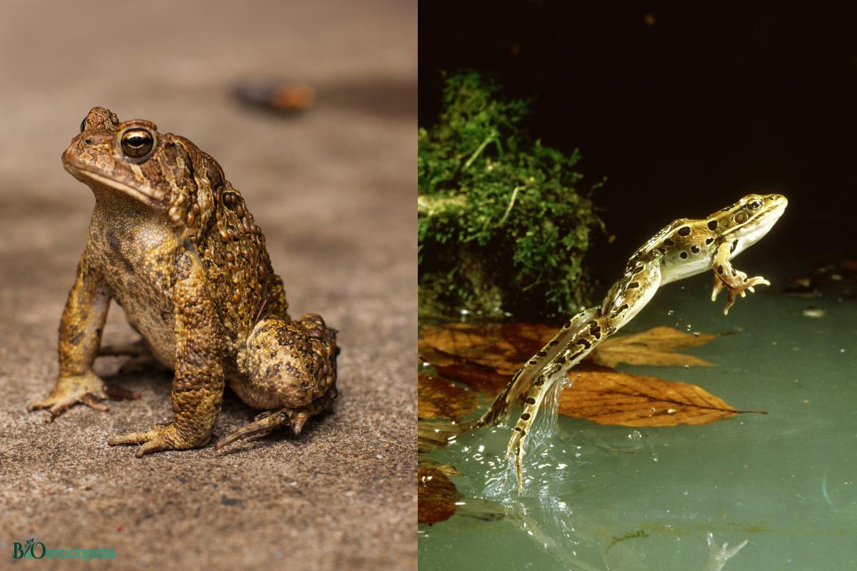 Diferencia entre sapo y rana - Características y fotos