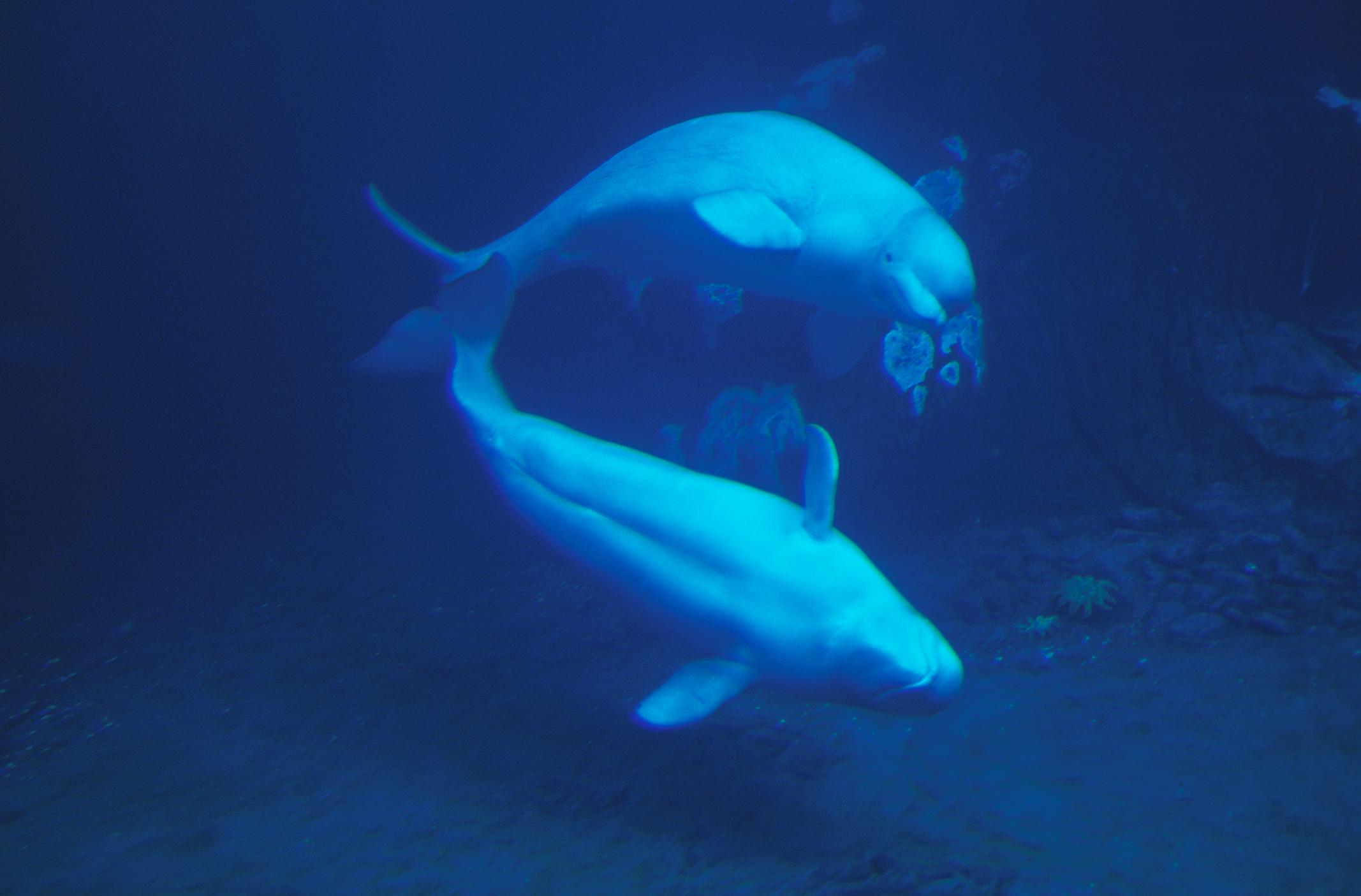 Ballena beluga o Delphinapterus leucas - Características, dónde vive y alimentación