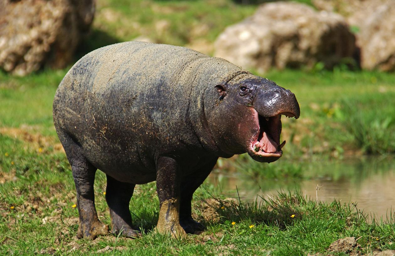 Hipopótamo pigmeo - Características, hábitat y alimentación
