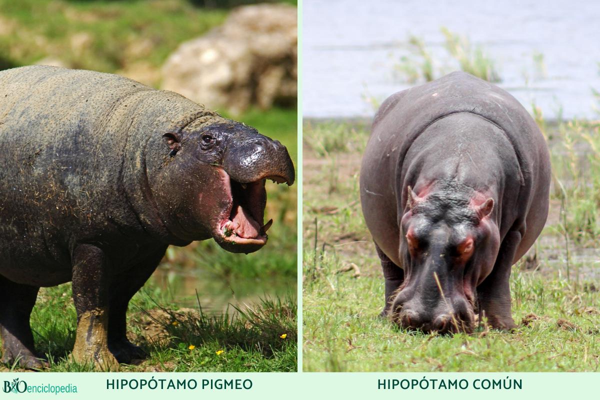 Hipopótamo pigmeo o Choeropsis liberiensis - Características, hábitat y ...