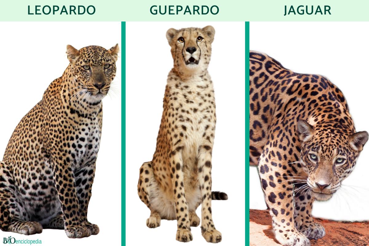 Leopardo Y Jaguar