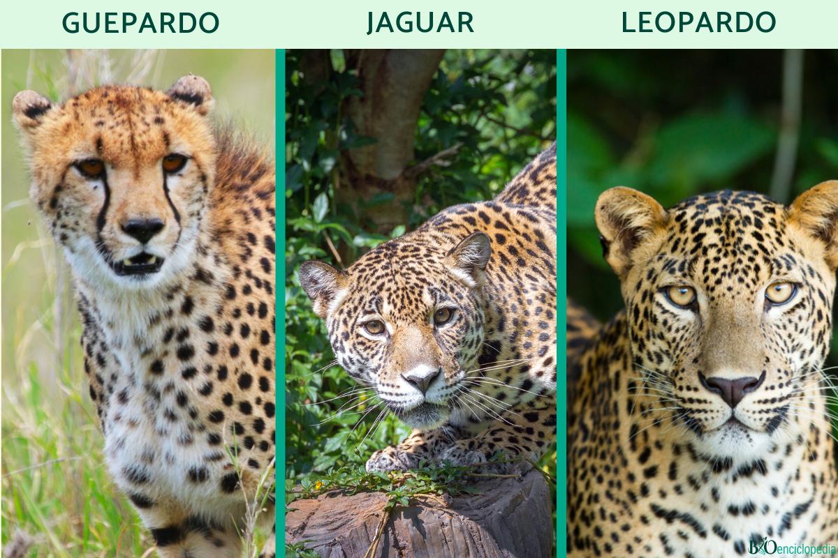 Diferencia entre leopardo, guepardo y jaguar - Resumen