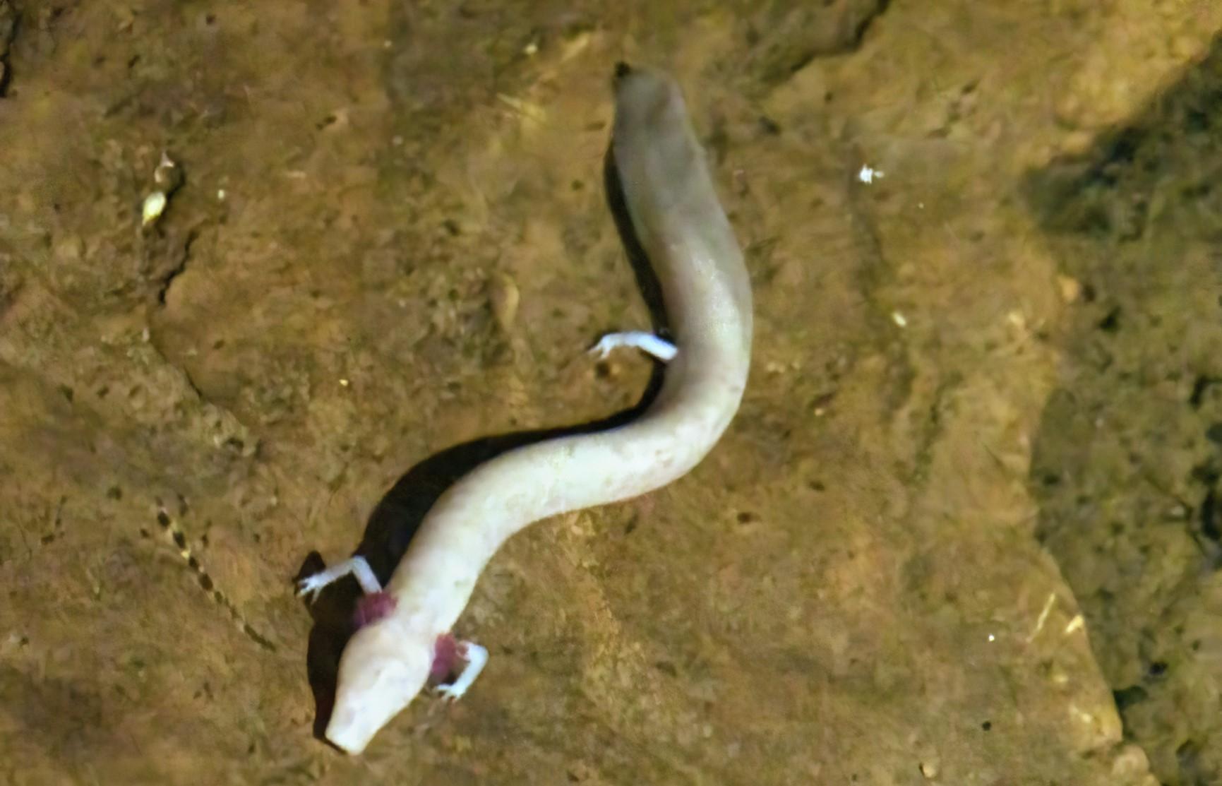 Olm o proteo - Características, hábitat y alimentación