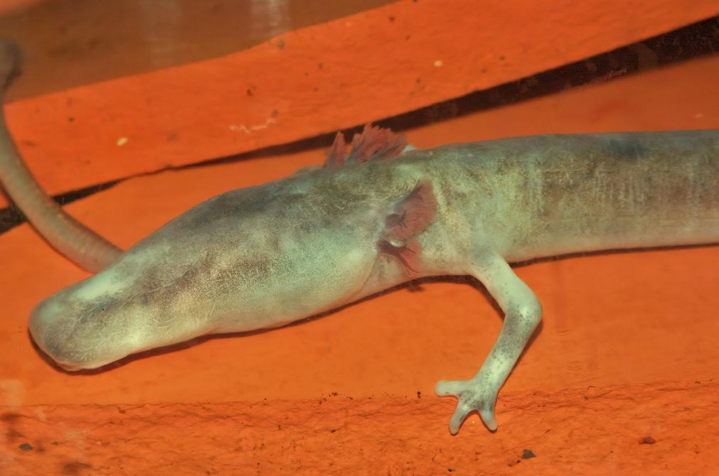 Olm o proteo - Características, hábitat y alimentación