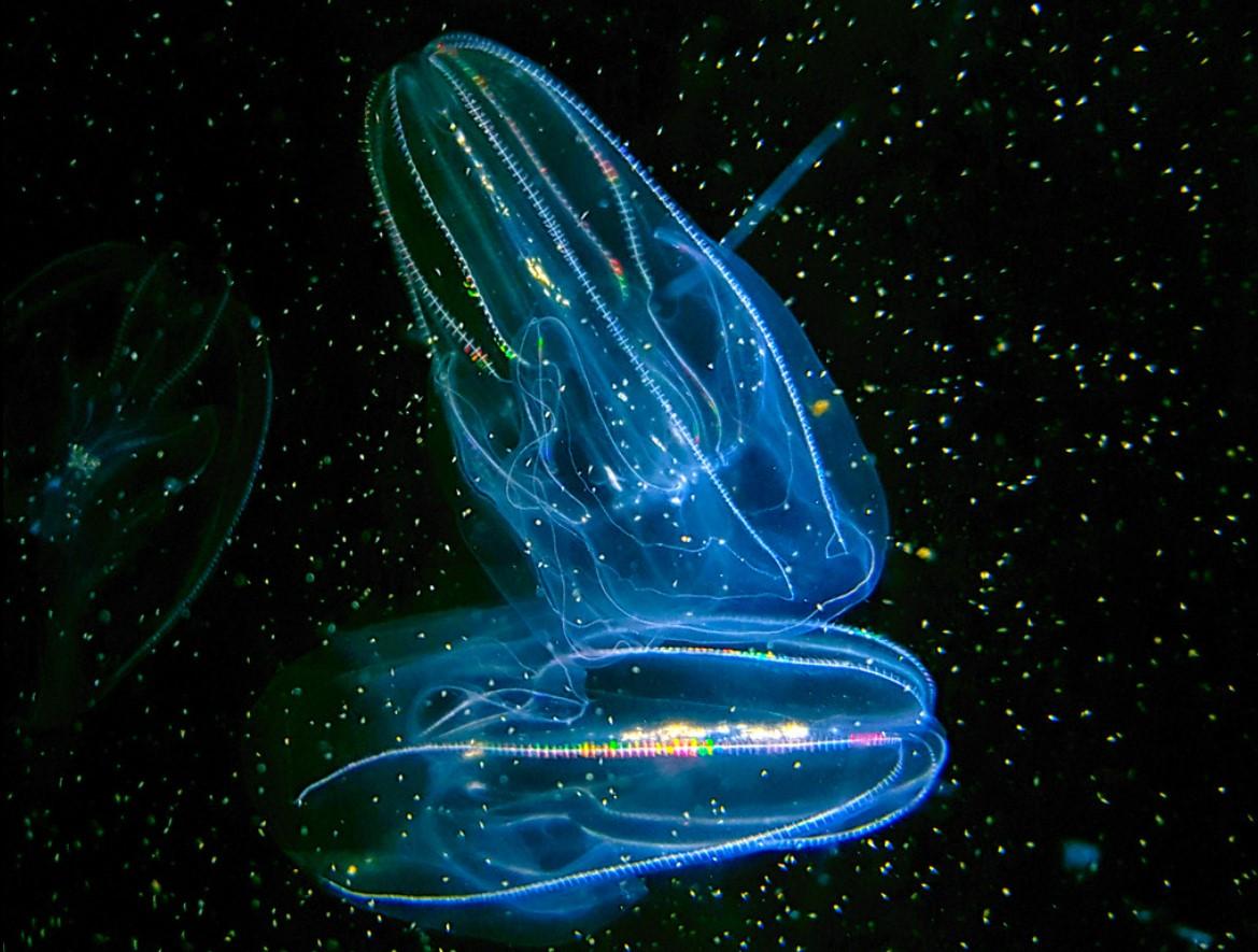 Ctenóforos: características y ejemplos - Resumen