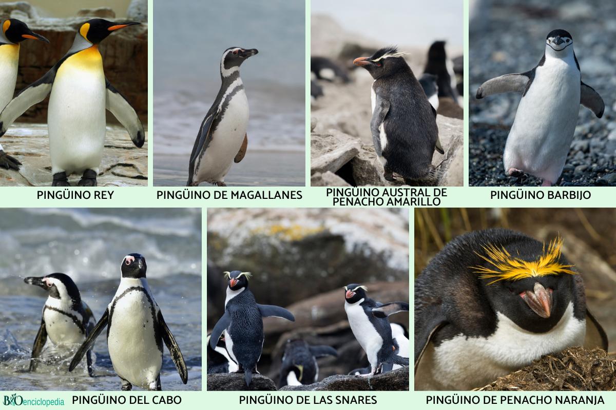 Tipos de pingüinos - Nombres y fotos