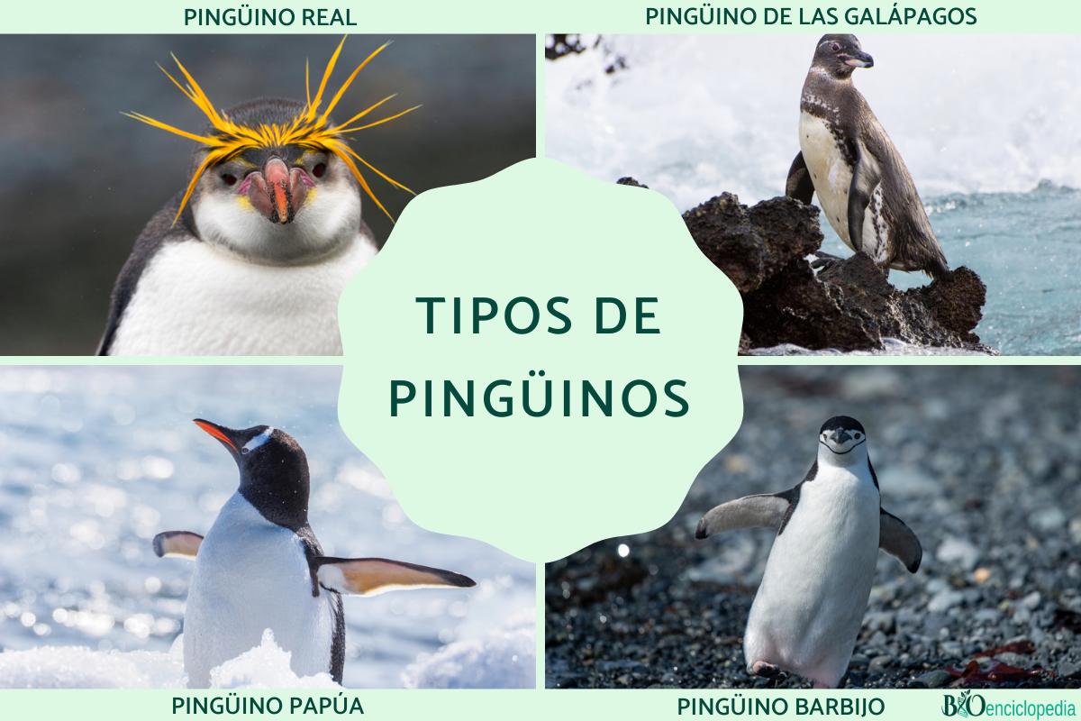 Tipos de pingüinos - Nombres y fotos