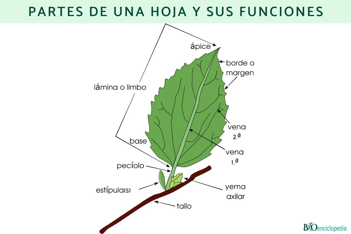 Partes de una hoja y sus funciones - Resumen