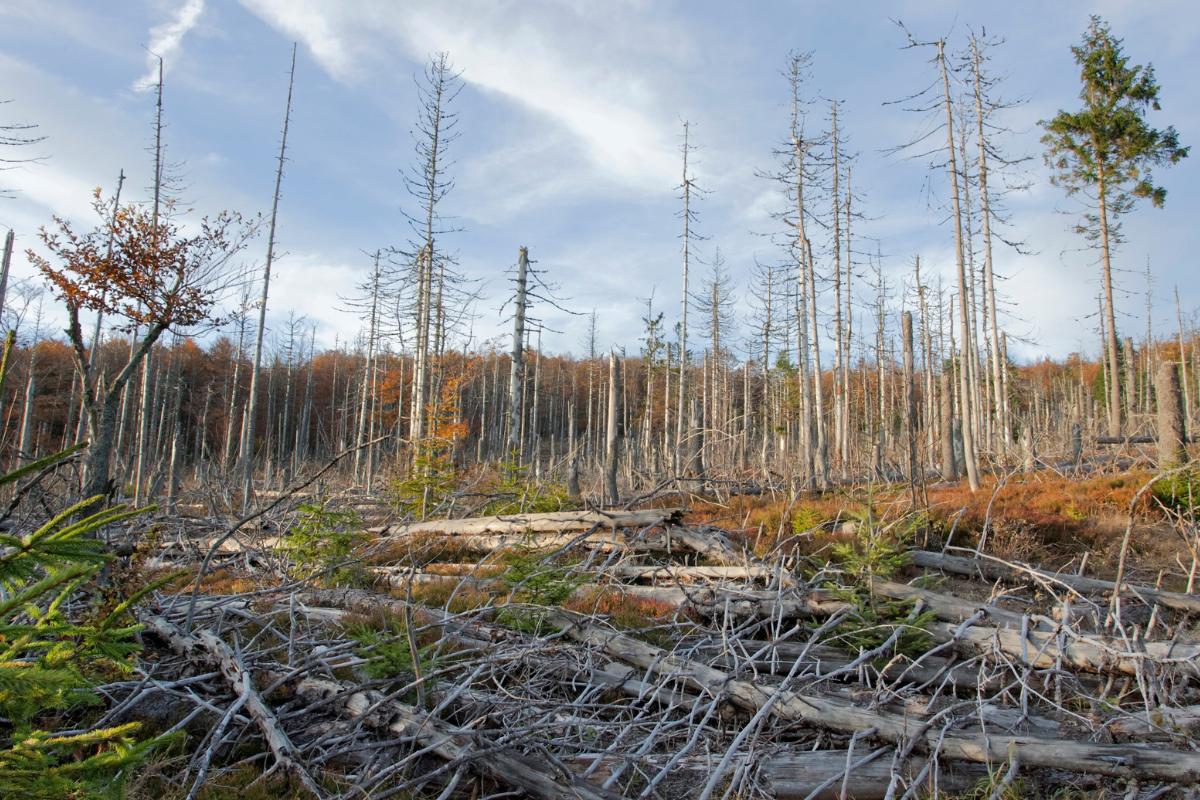 Efectos De La Lluvia ácida En Los Peces