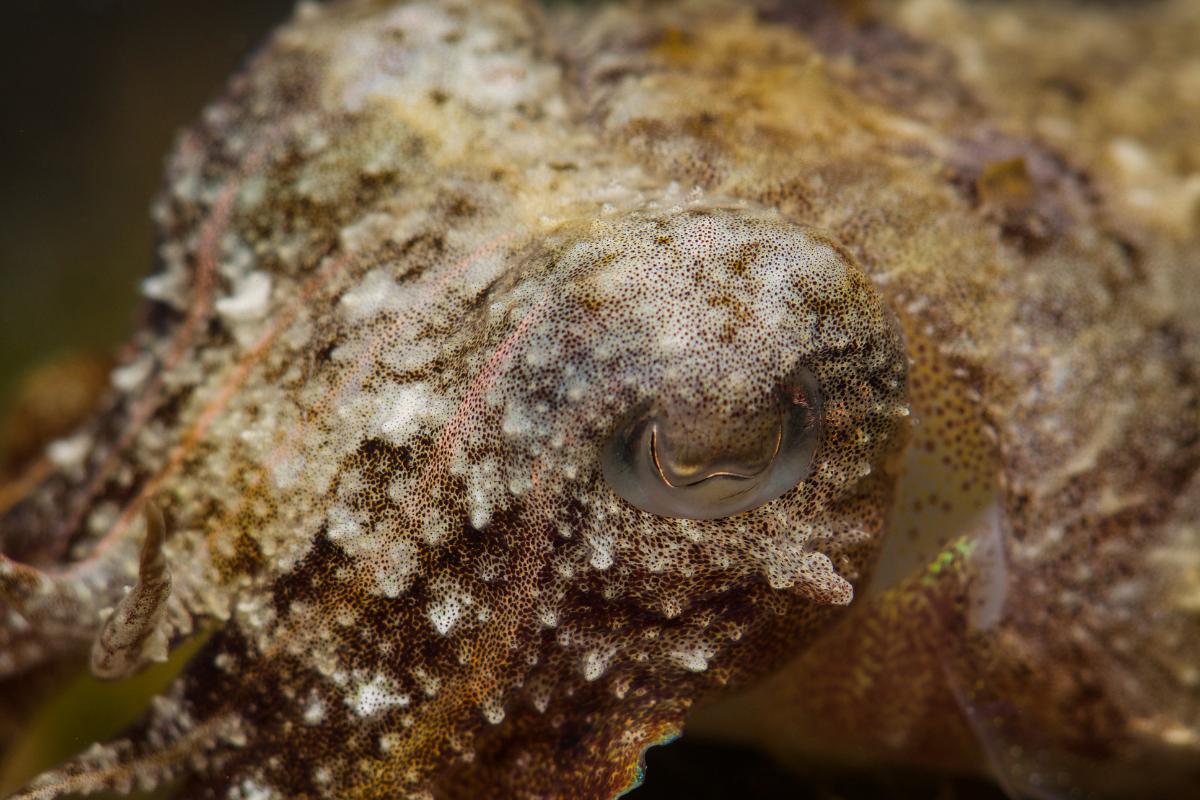 Mapa Conceptual Estructura Del Cuento Baba