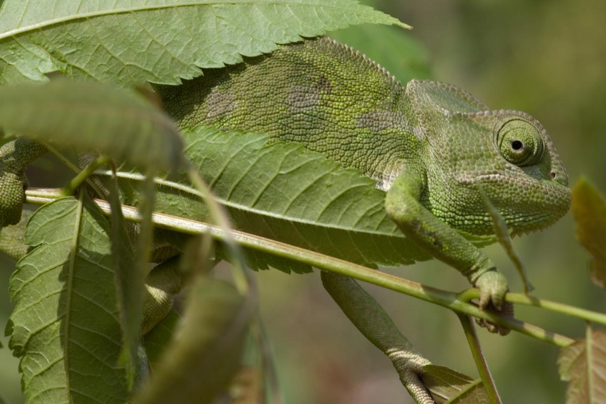 Cromatóforos: qué son, función y clasificación - Resumen