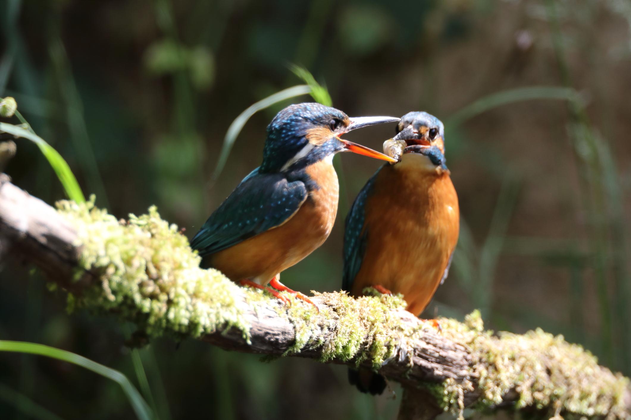 Martín pescador - Características, hábitat y alimentación
