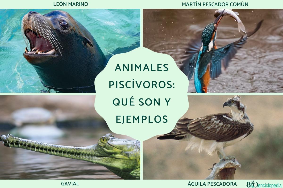 Animales piscívoros: qué son y ejemplos - Resumen