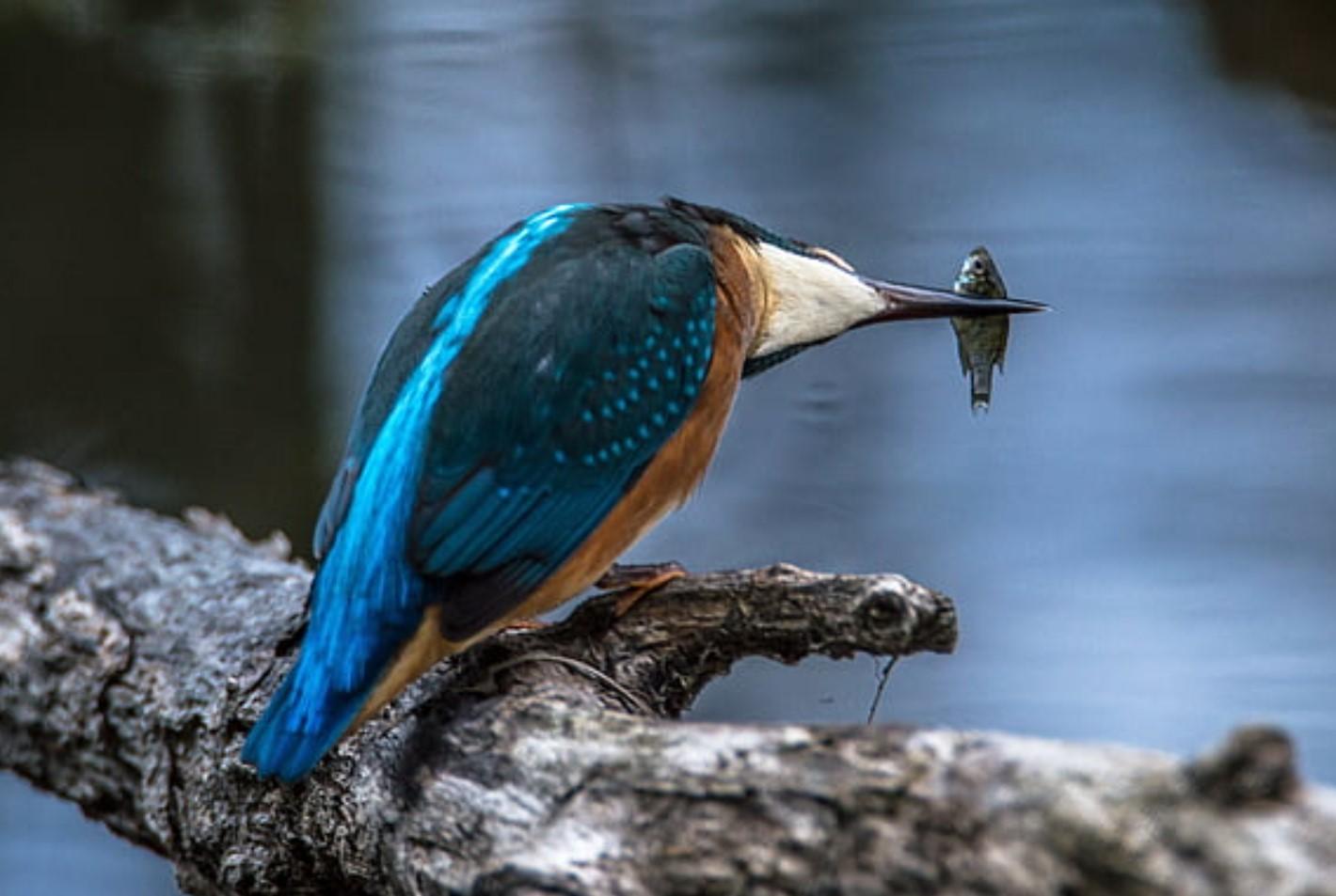 Animales piscívoros: qué son y ejemplos - Resumen
