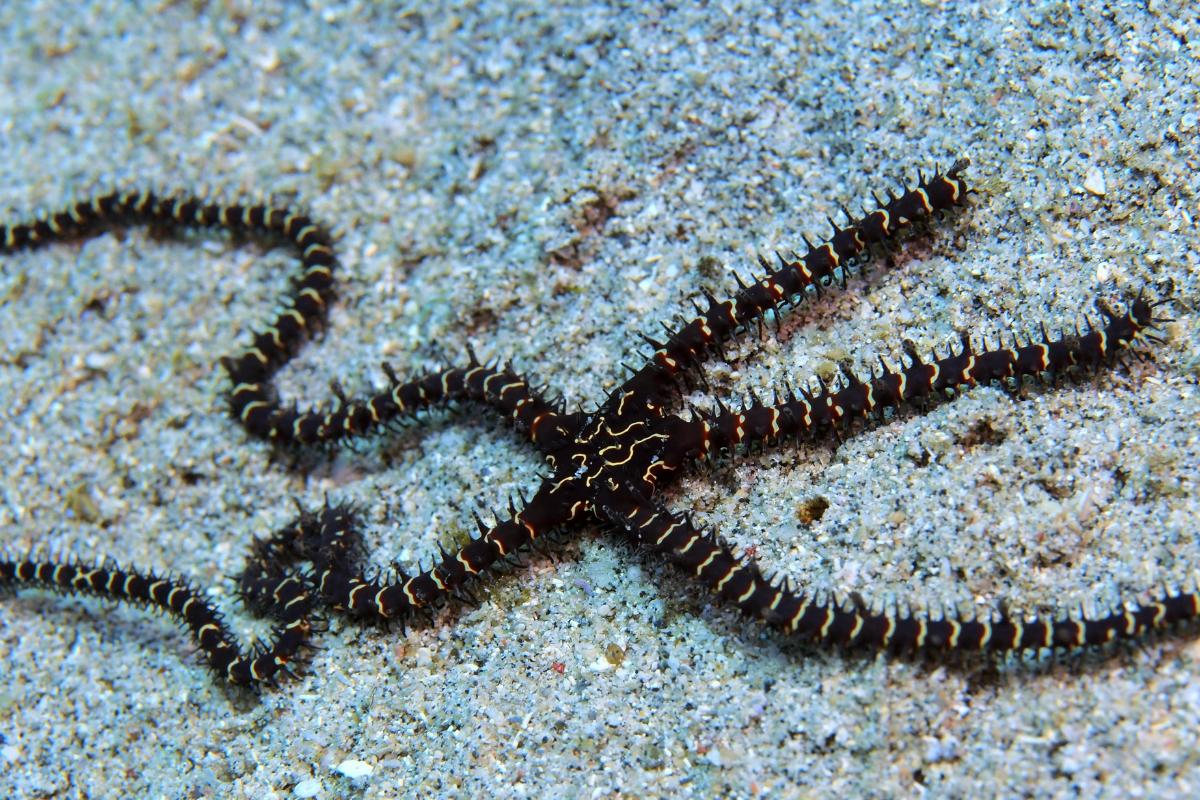 Ofiuras: qué son, características y especies - Resumen