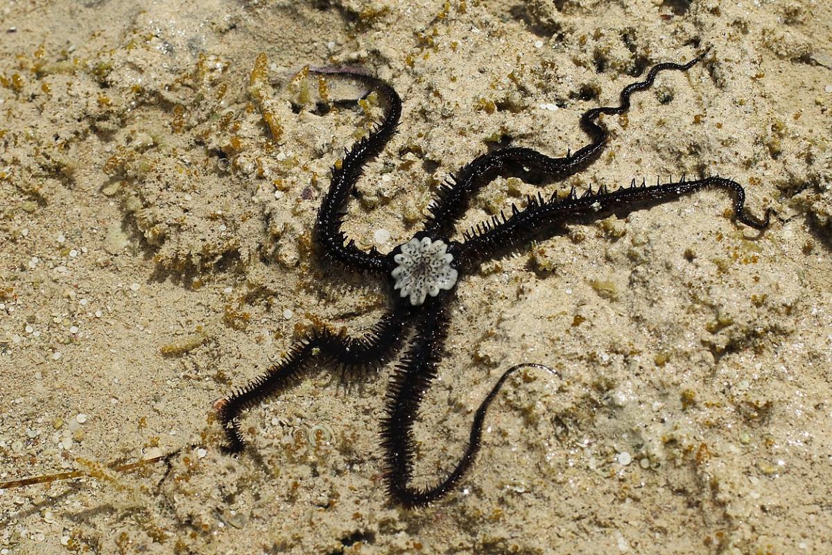 Ofiuras: qué son, características y especies - Resumen