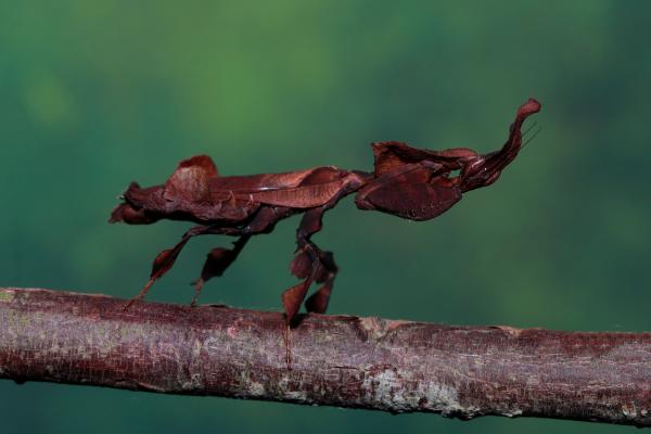 10 tipos de mantis - Nombres, características y fotos