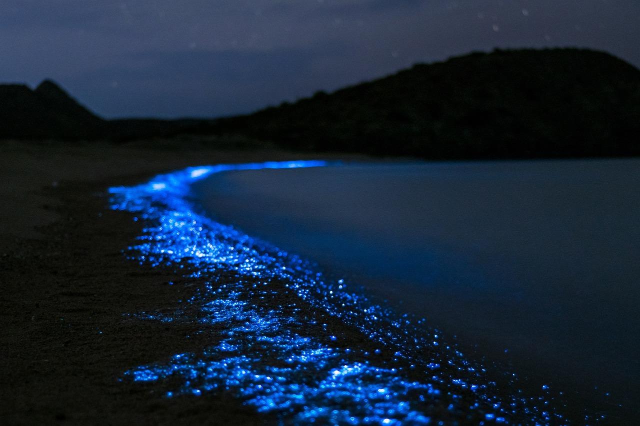 Bioluminiscencia: qué es y animales - Resumen