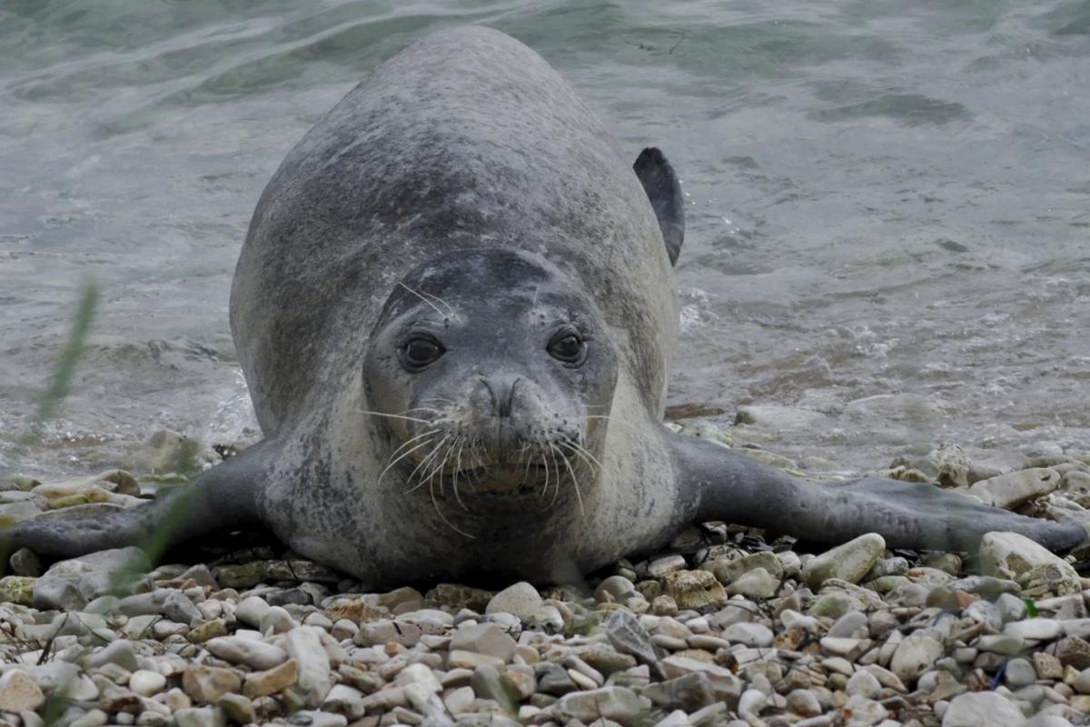 Foca monje del Mediterráneo o Monachus monachus - Alimentación, peligro de extinción y curiosidades