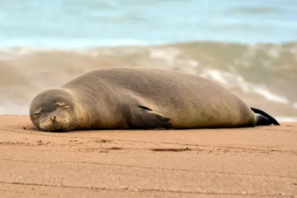 Foca monje del Mediterráneo o Monachus monachus - Alimentación, peligro ...
