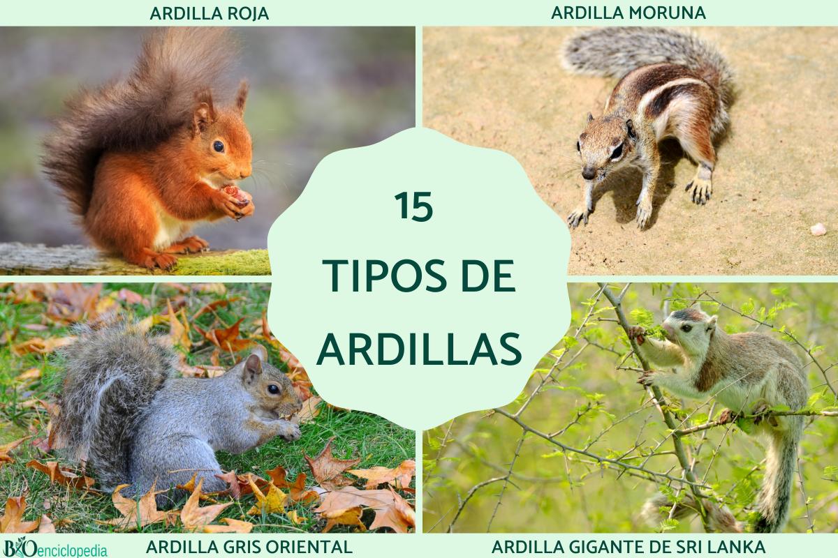 15 tipos de ardillas - Nombres y fotos