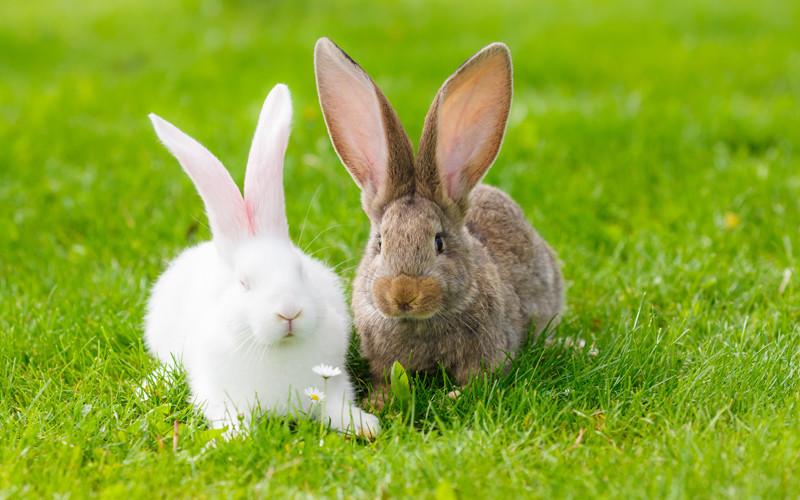 Conejo: características, dónde vive y alimentación - Resumen