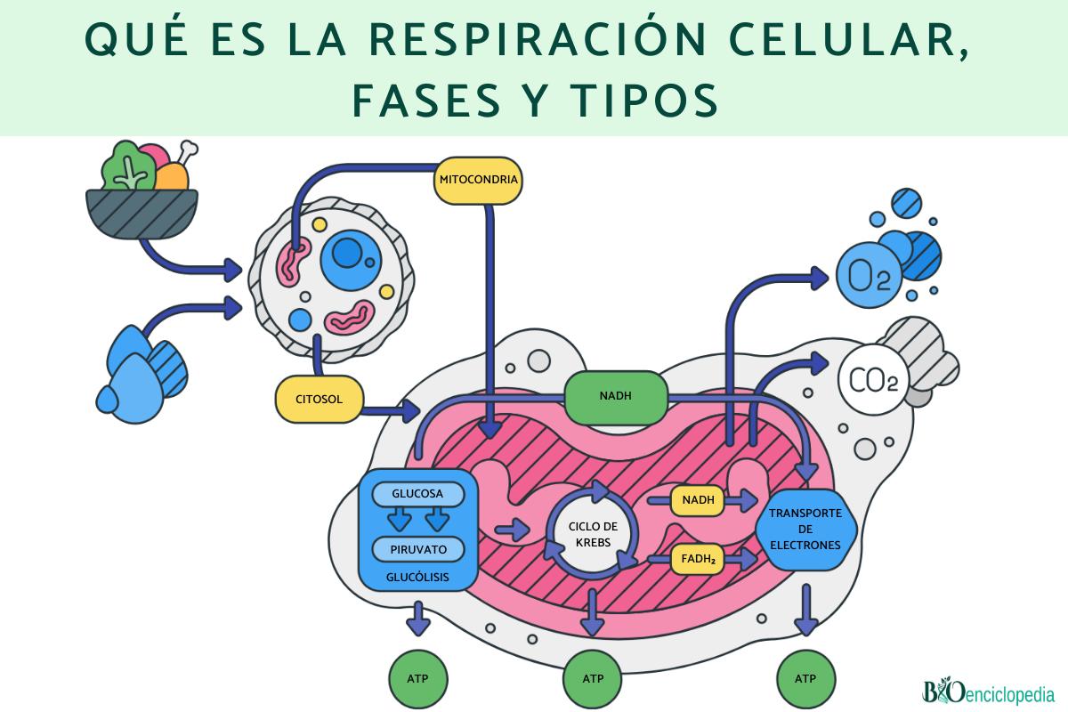 Qué es la respiración celular, fases y tipos - Resumen