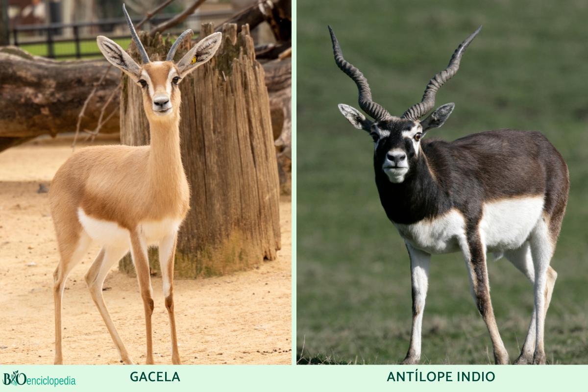Tipos de antílopes - Resumen