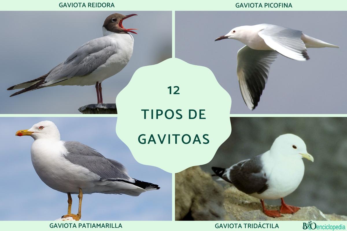 Tipos de gaviotas - Nombres, características y fotos