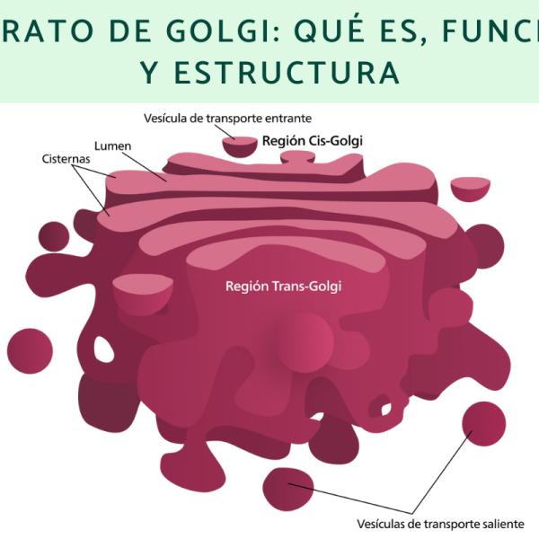 Complejo De Golgi Animal Célula Animal | Gianni | UDocz