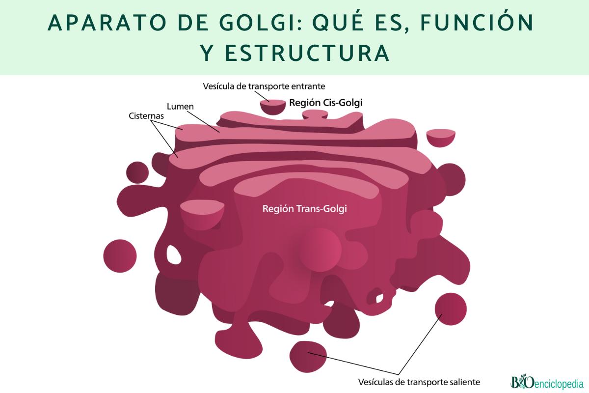 Aparato de Golgi: qué es, función y estructura - Resumen